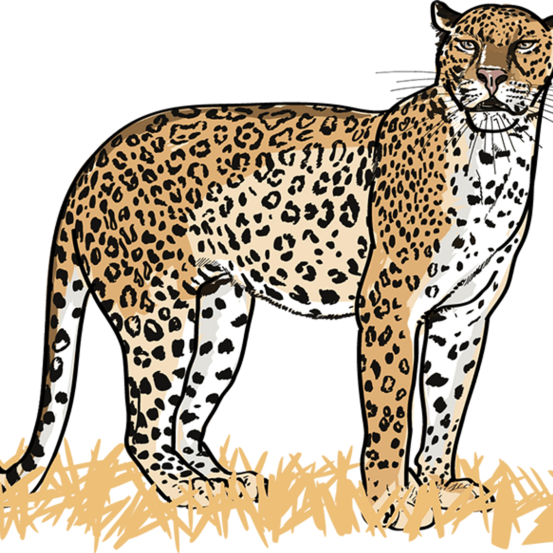 Leopard | wort.schule